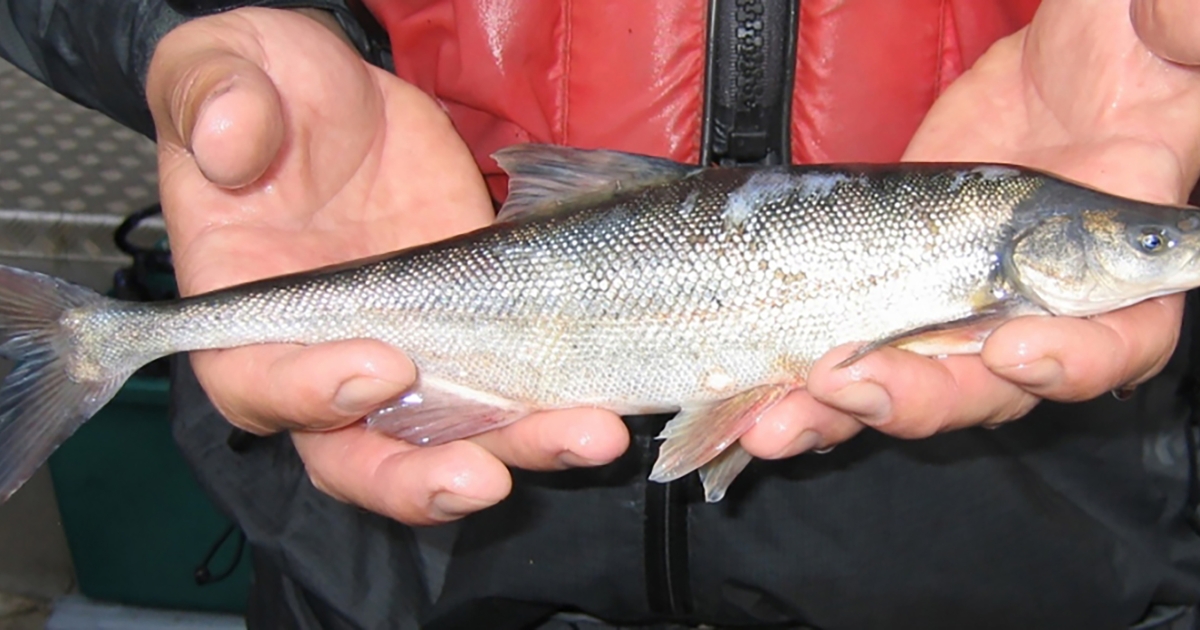 Bonytail (Gila elegans) | U.S. Fish & Wildlife Service