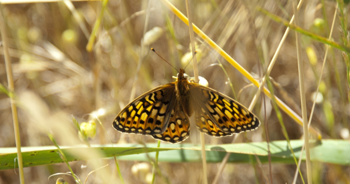 Callippe Silverspot Butterfly (Speyeria callippe callippe) | U.S. Fish ...