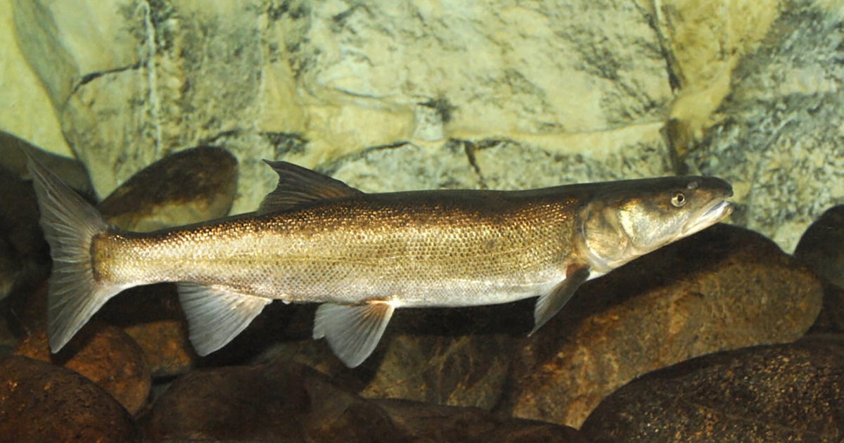Colorado Pikeminnow (Ptychocheilus lucius) | U.S. Fish & Wildlife Service