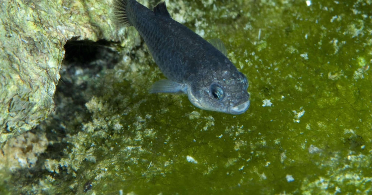 Devils Hole Pupfish (Cyprinodon diabolis) | U.S. Fish & Wildlife Service