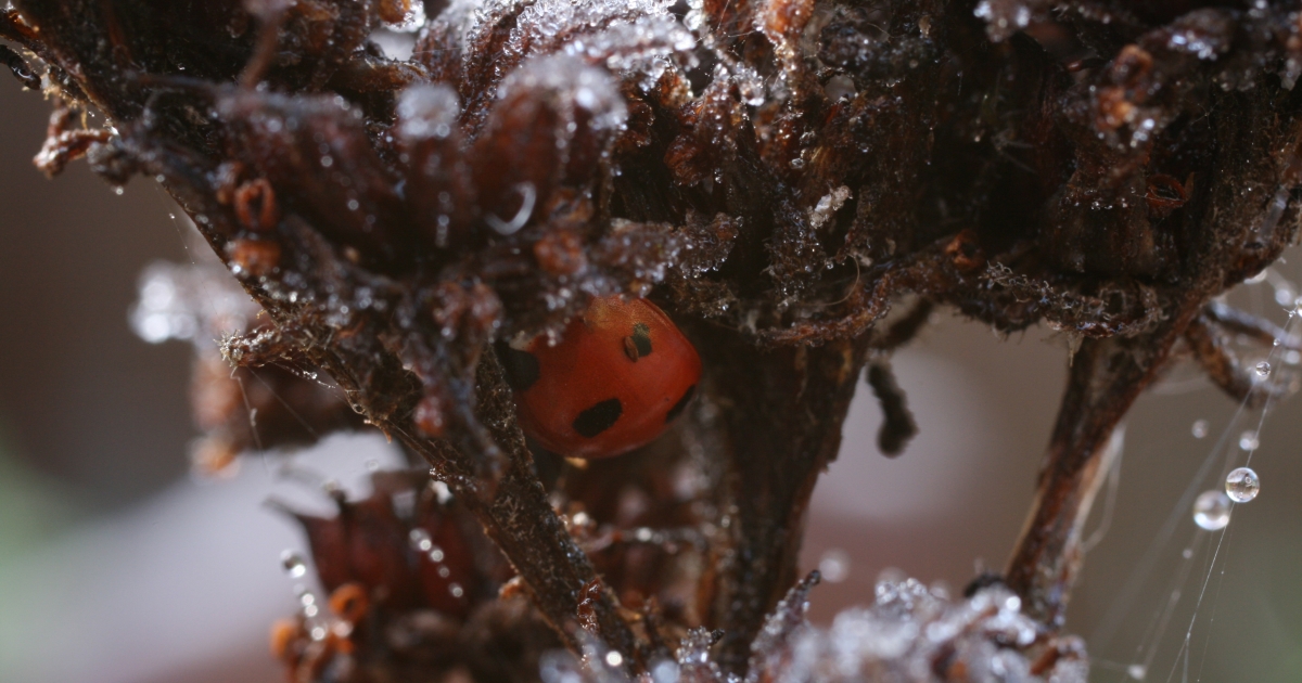 Winterize your pollinator garden | U.S. Fish & Wildlife Service