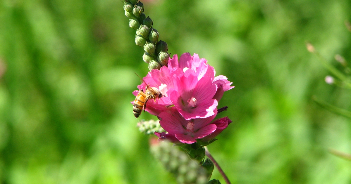 Kenwood Marsh Checkermallow (Sidalcea oregana ssp. valida) | U.S. Fish ...