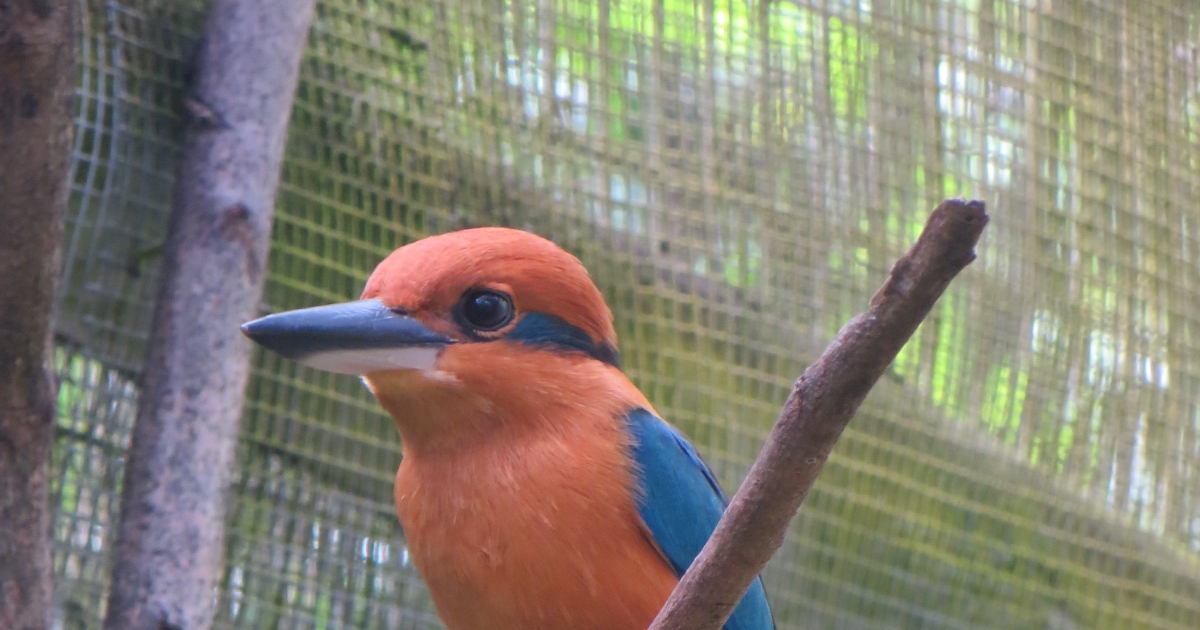 Sihek Conservation Introduction to Palmyra Atoll | U.S. Fish & Wildlife ...