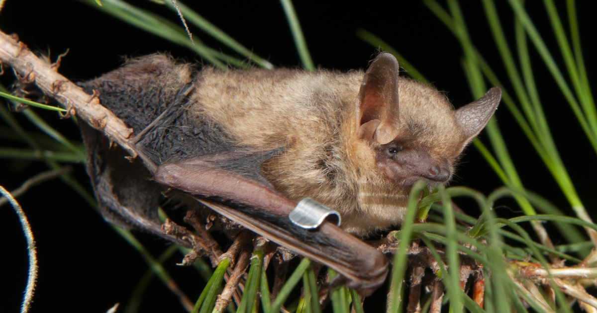 Tricolored Bat Frequently Asked Questions | U.S. Fish & Wildlife Service