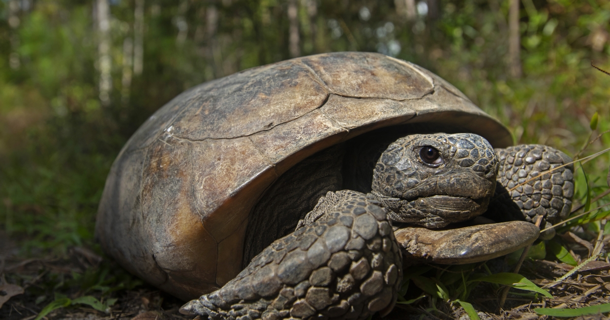 Gopher Tortoise | U.S. Fish & Wildlife Service
