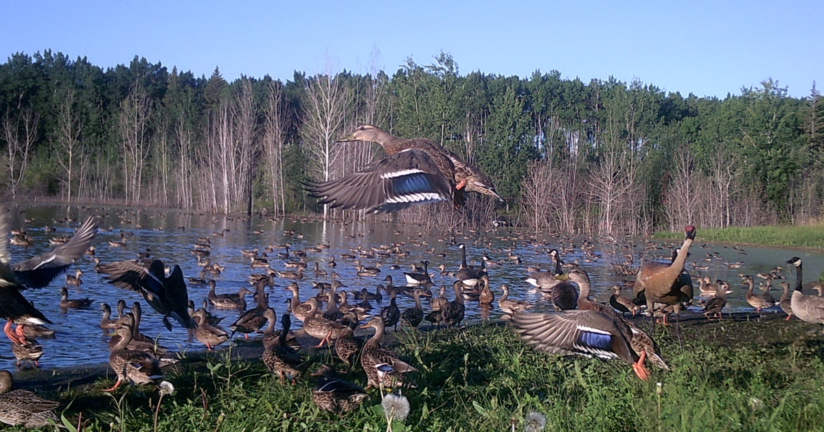 2022 Waterfowl Banding Operations: Northwest Alberta, Canada | U.S ...