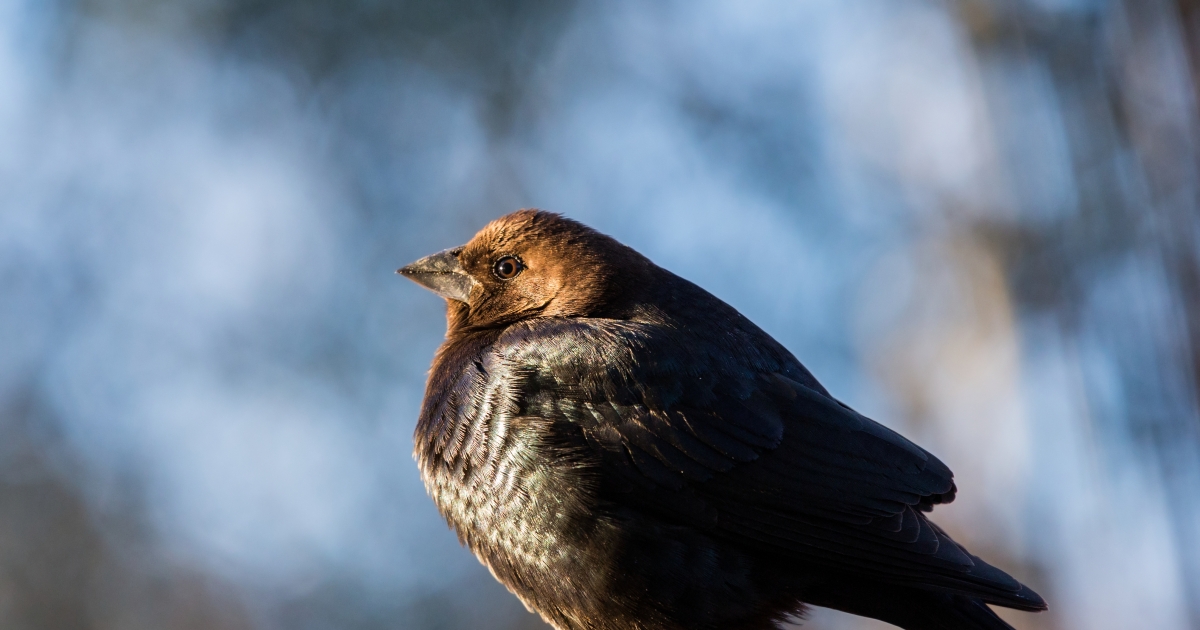 Brown-headed Cowbird (Molothrus ater) | U.S. Fish & Wildlife Service