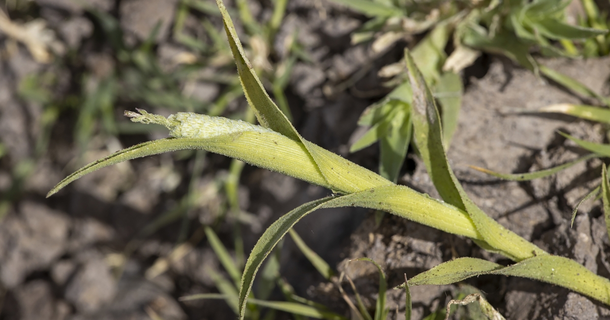 Colusa Grass (Neostapfia colusana) | U.S. Fish & Wildlife Service
