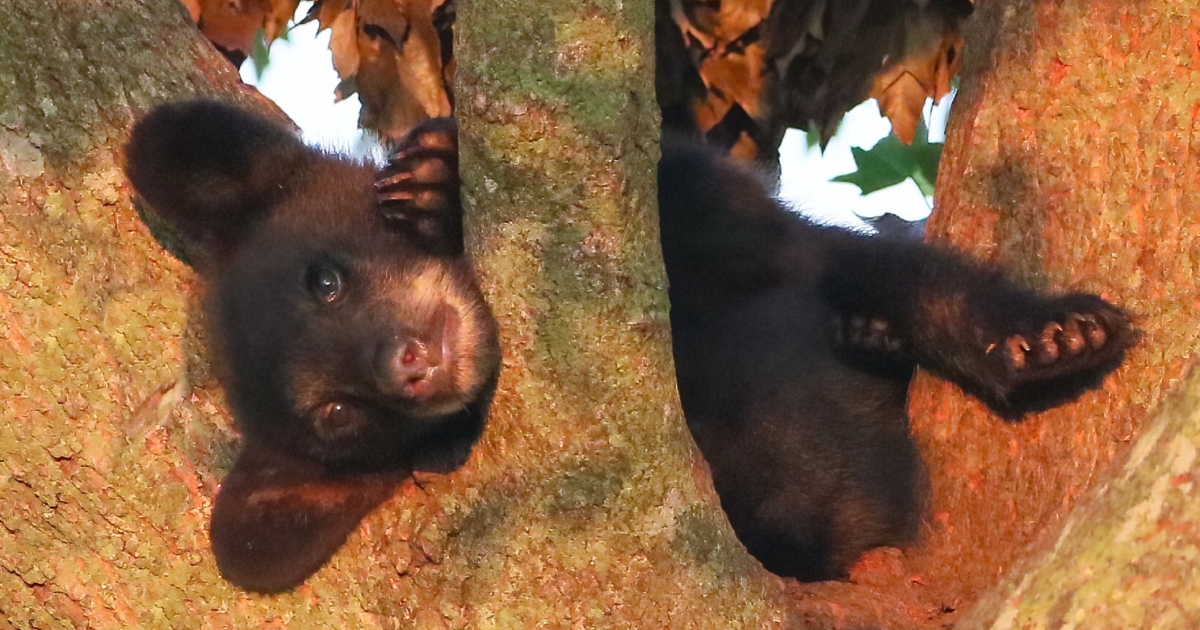 Sleepy Cub | U.S. Fish & Wildlife Service