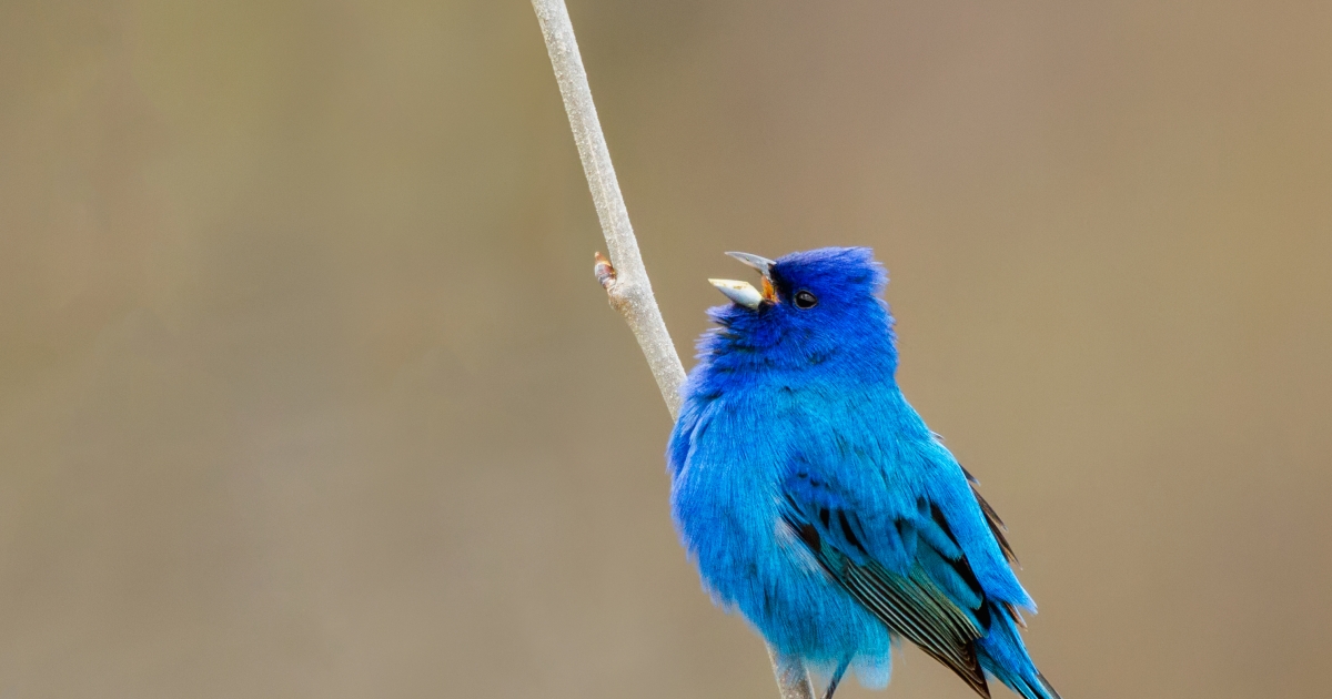 Indigo Bunting (Passerina cyanea) | U.S. Fish & Wildlife Service