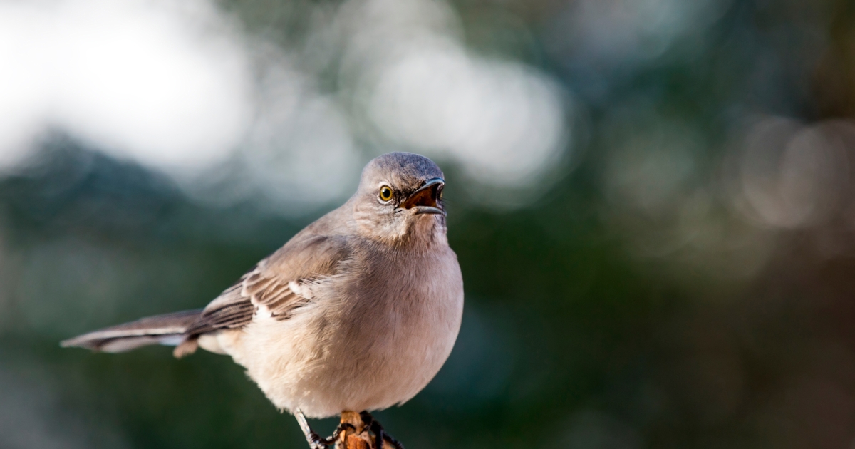 Northern Mockingbird (Mimus polyglottos) | U.S. Fish & Wildlife Service