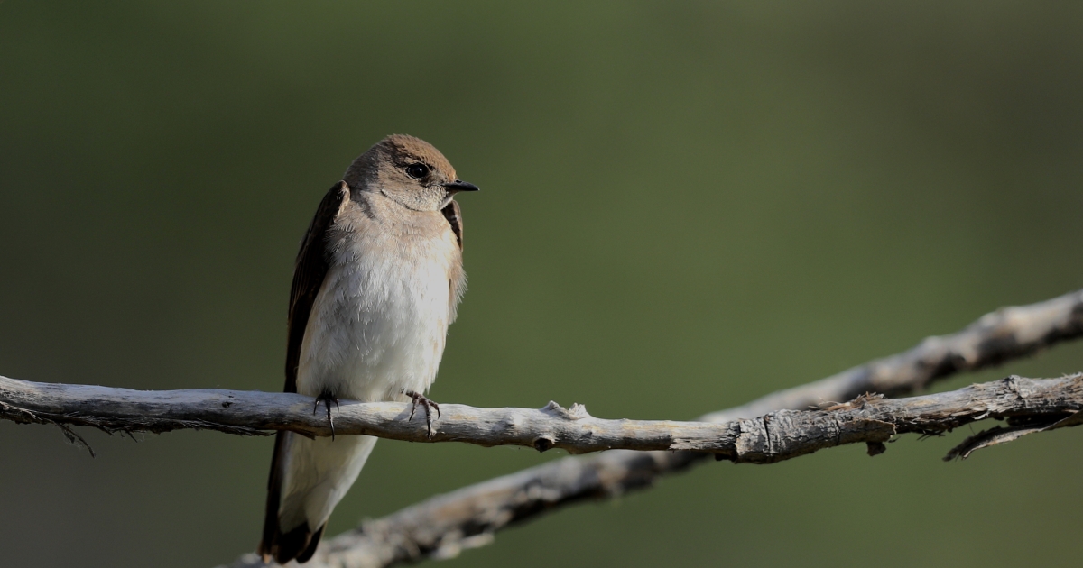 Aerial Insectivores | U.S. Fish & Wildlife Service