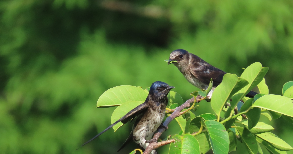 Purple Martin (Progne subis) | U.S. Fish & Wildlife Service