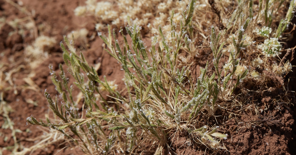 Slender Orcutt Grass (Orcuttia tenuis) | U.S. Fish & Wildlife Service