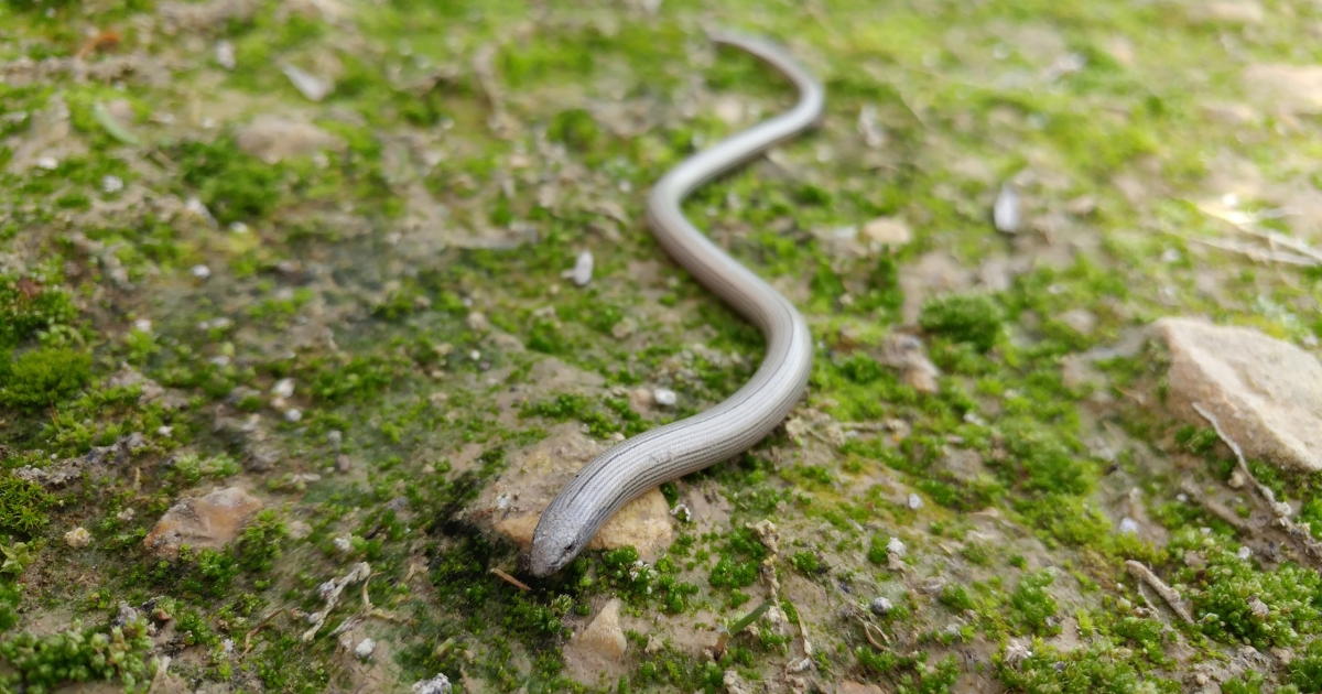 Temblor Legless Lizard (Anniella alexanderae) | U.S. Fish & Wildlife ...