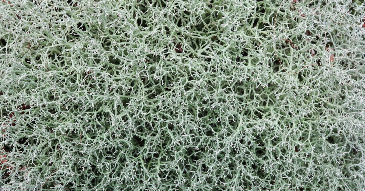 Lichen: What the fungus is it? | U.S. Fish & Wildlife Service