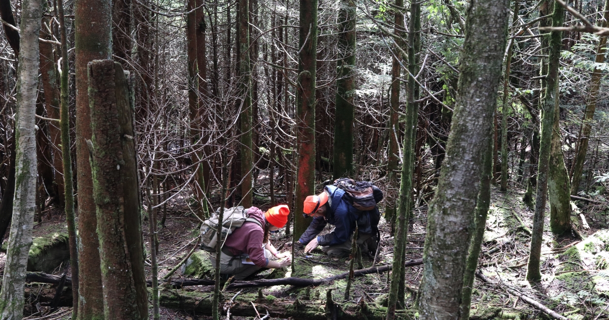 Tracking a needle in a haystack – monitoring the endangered spruce-fir ...