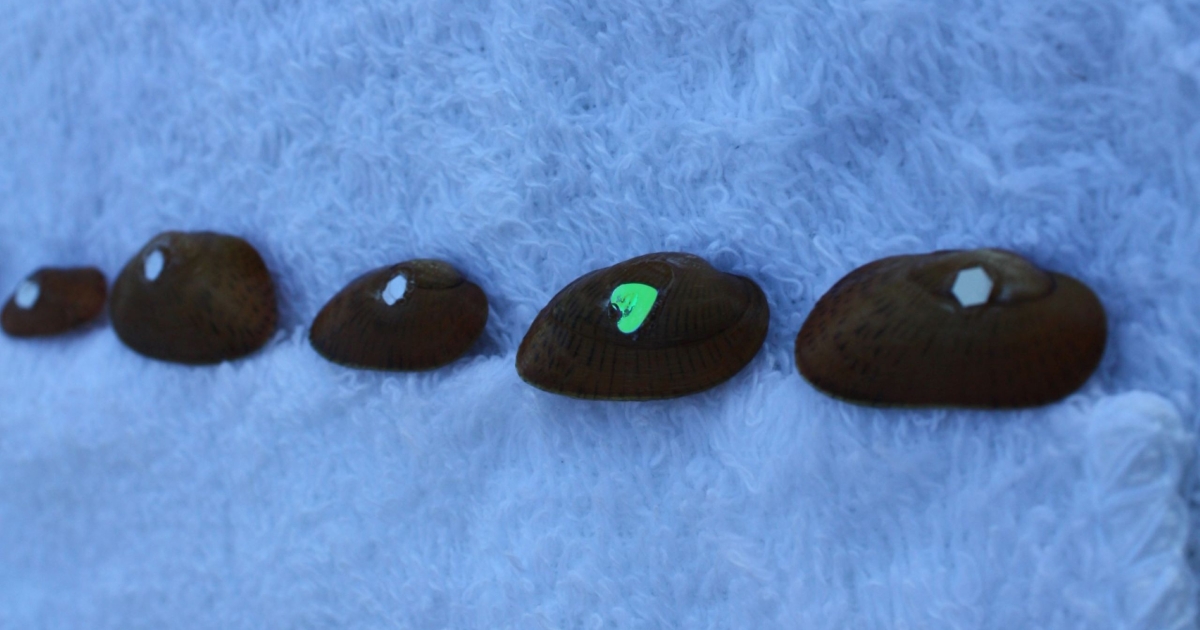 Wolf Creek National Fish Hatchery Tags Endangered Freshwater Mussels ...