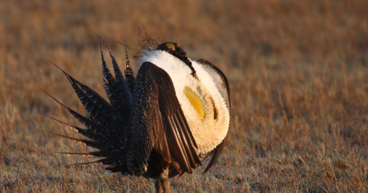 Celebrating conservation: Partners protect sage-grouse in California ...