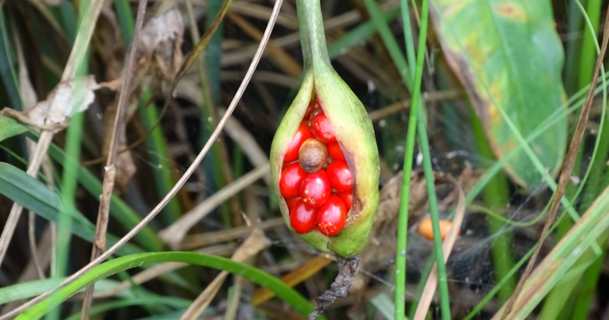 Wildflower of the Week-Arrow Arum | U.S. Fish & Wildlife Service