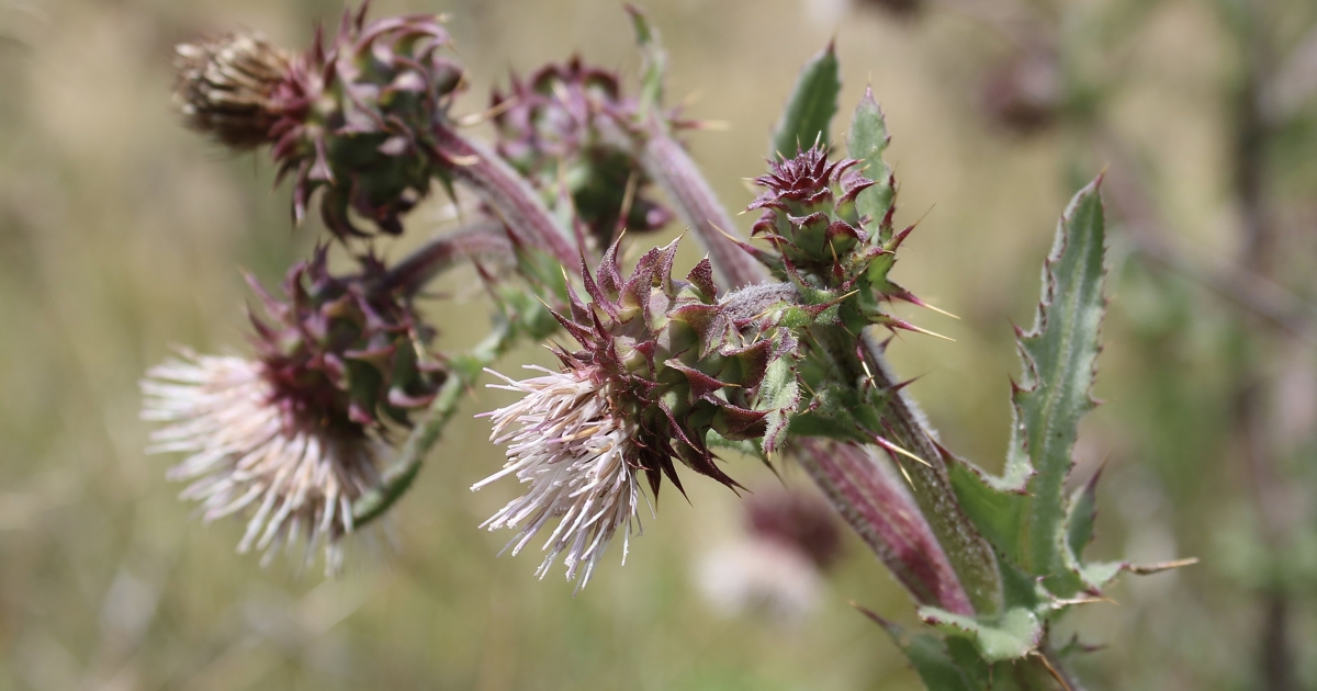 Fountain Thistle (Cirsium fontinale var. fontinale) | U.S. Fish ...