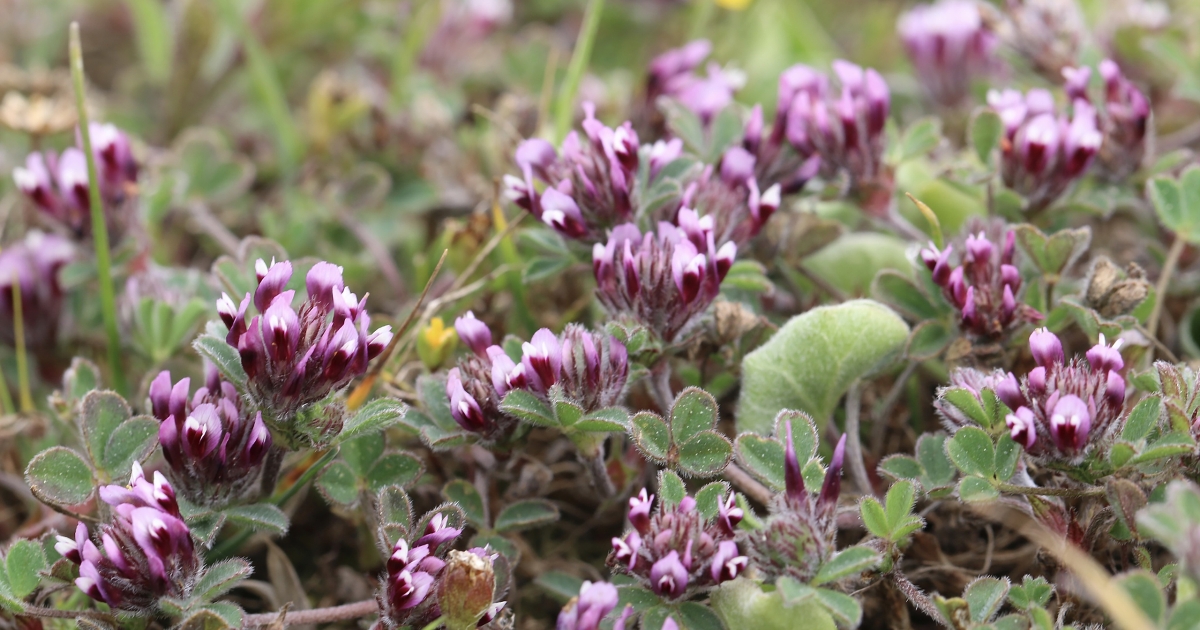 Showy Indian Clover (Trifolium amoenum) | U.S. Fish & Wildlife Service