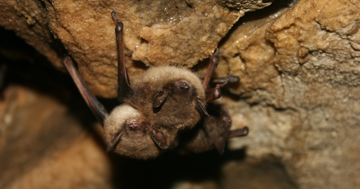 Research Spotlight: Little Brown Bats | U.S. Fish & Wildlife Service