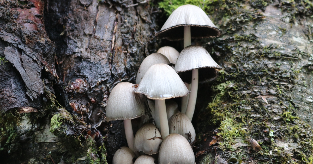 Freaky, Funky Fungi | U.S. Fish & Wildlife Service