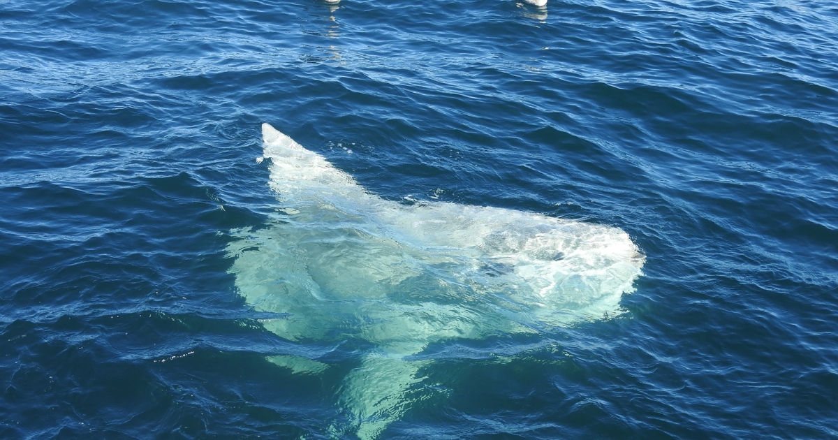 The Solar-Powered Fish with Jellies in Their Bellies: Molas | U.S. Fish ...