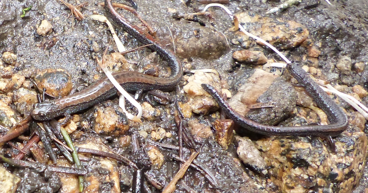slender salamander predators