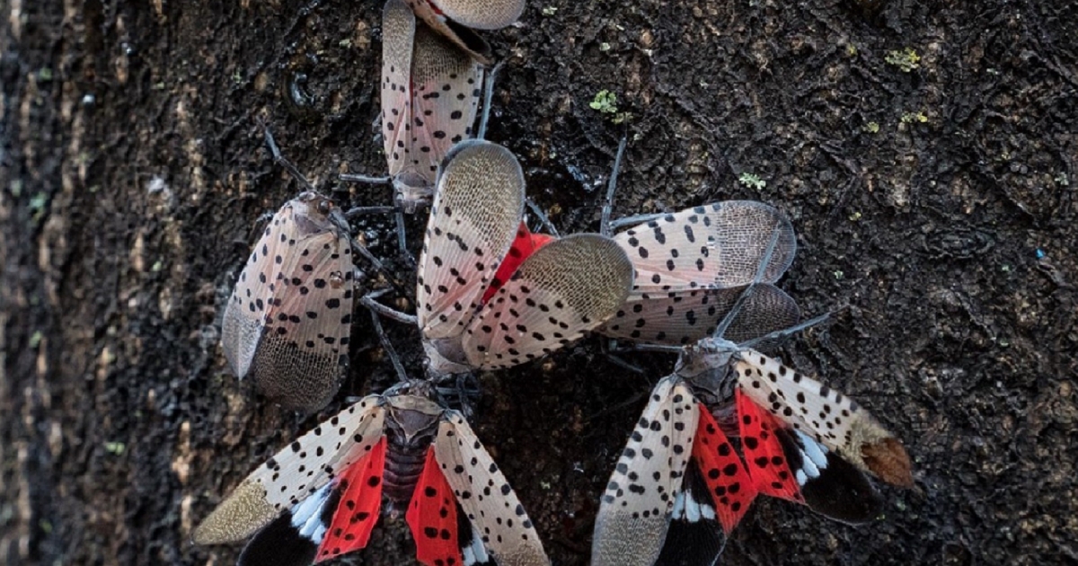 Stopping the spotted lanternfly in its tracks | U.S. Fish & Wildlife ...
