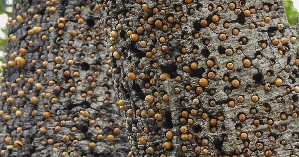 Don’t trip! You just have Trypophobia | U.S. Fish & Wildlife Service