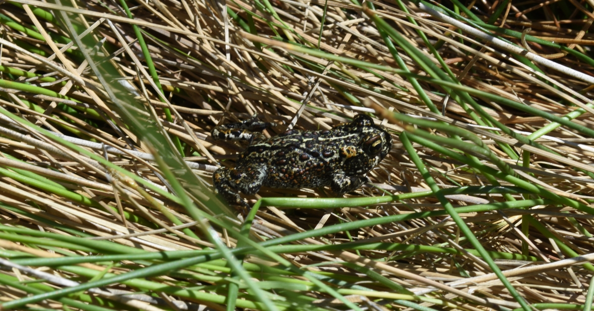 Service lists Dixie Valley toad, found only in Nevada, as endangered ...