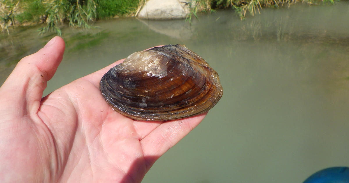 Salina Mucket (Potamilus metnecktayi) | U.S. Fish & Wildlife Service