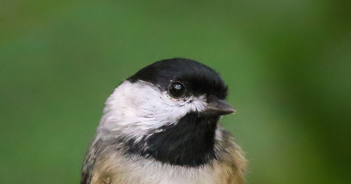 Carolina chickadee | U.S. Fish & Wildlife Service
