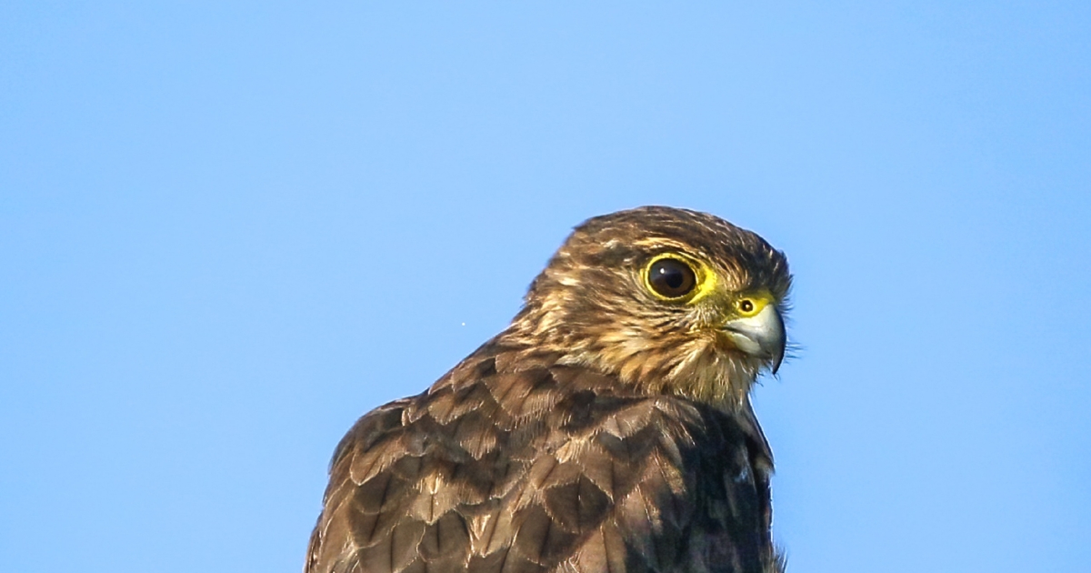 Merlin | U.S. Fish & Wildlife Service