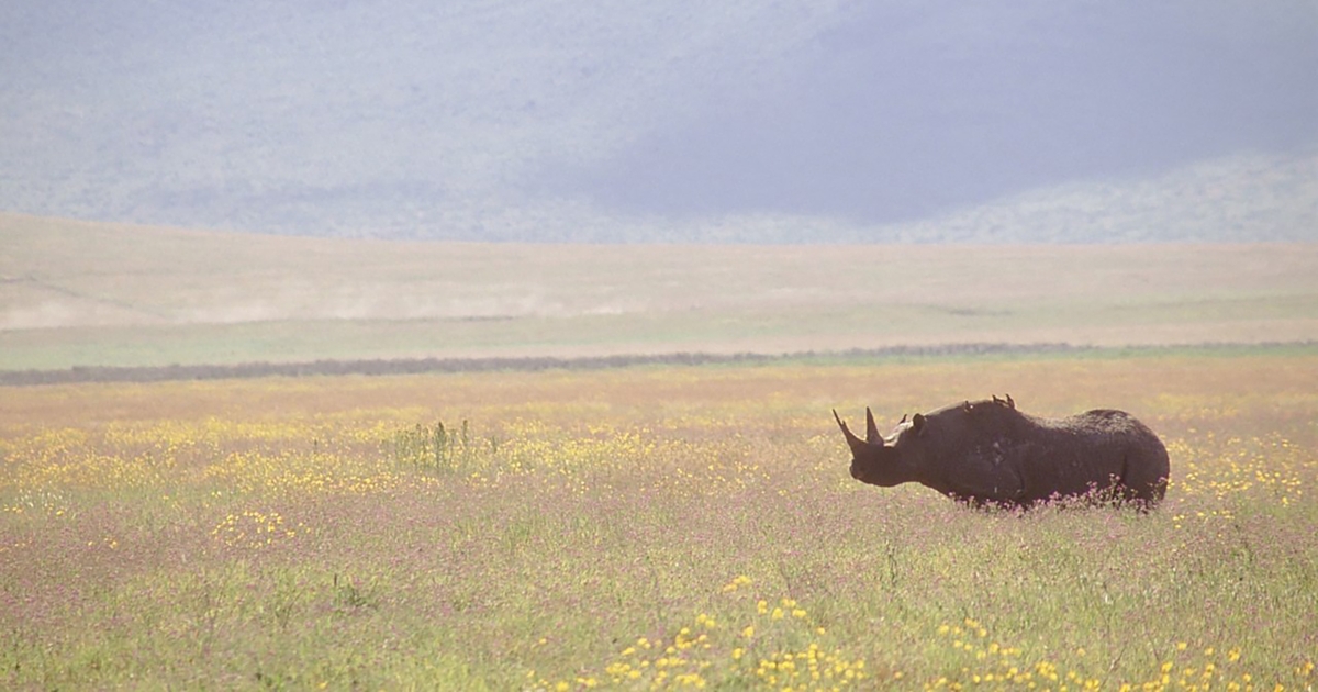 Saving the rhinoceros for all of us | U.S. Fish & Wildlife Service