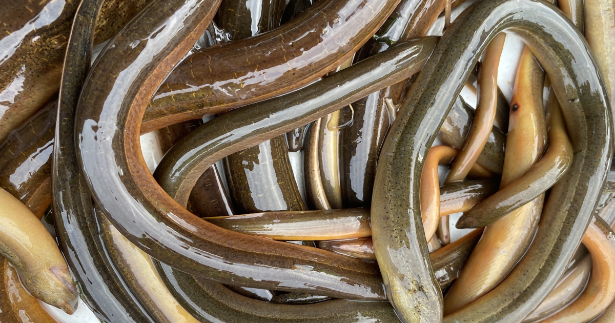 Searching for Aquatic Invasive Species in South Florida | U.S. Fish ...