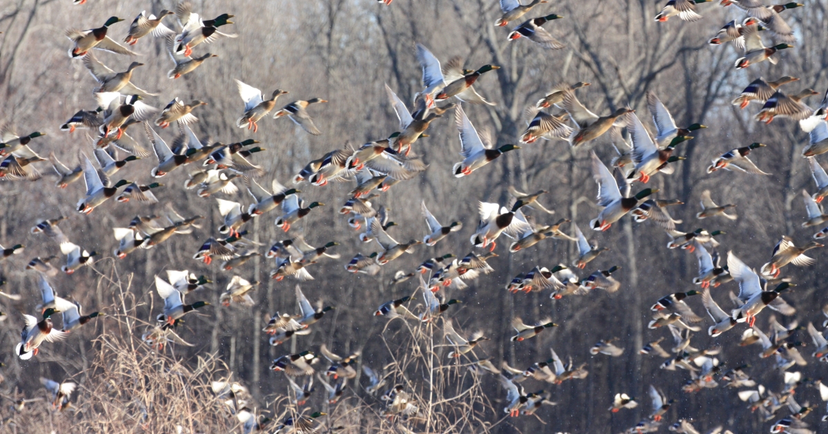 Tennessee Jr. Duck Stamp Program | U.S. Fish & Wildlife Service