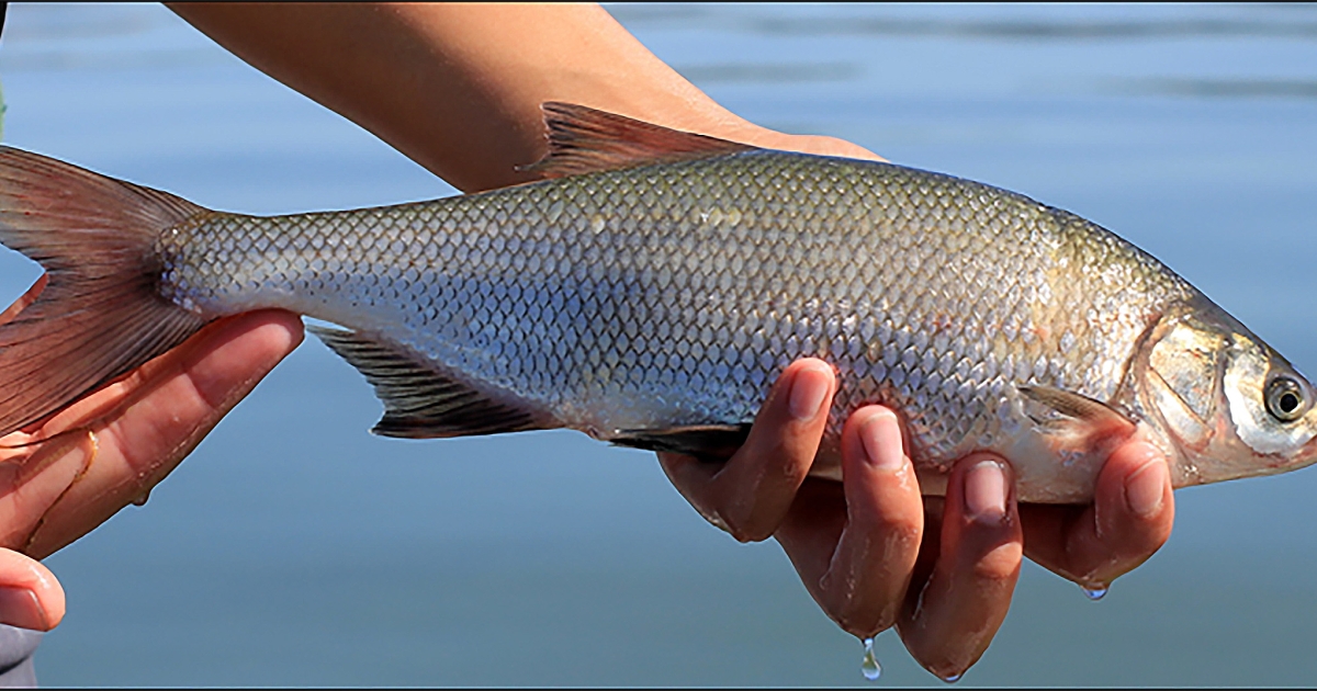 Collaborating on the Conservation of Clear Lake Hitch | U.S. Fish ...