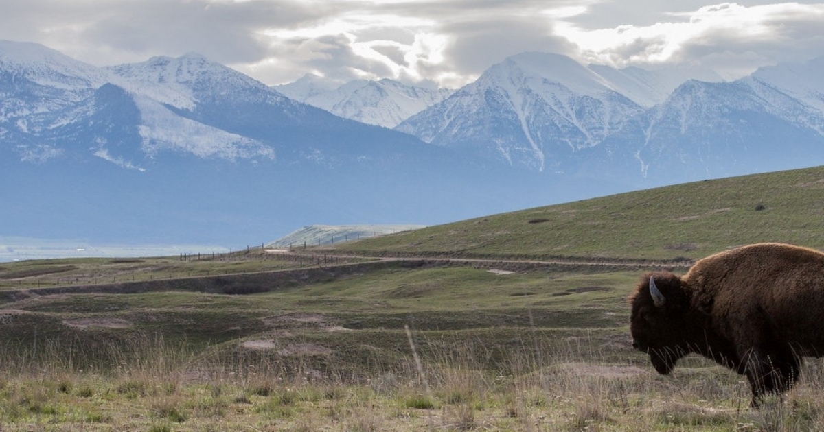 Discussion Questions for Tenacious Beasts | U.S. Fish & Wildlife Service