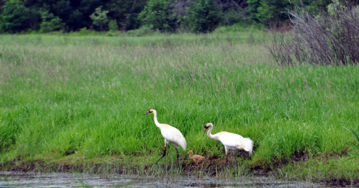whooping crane migration corridor