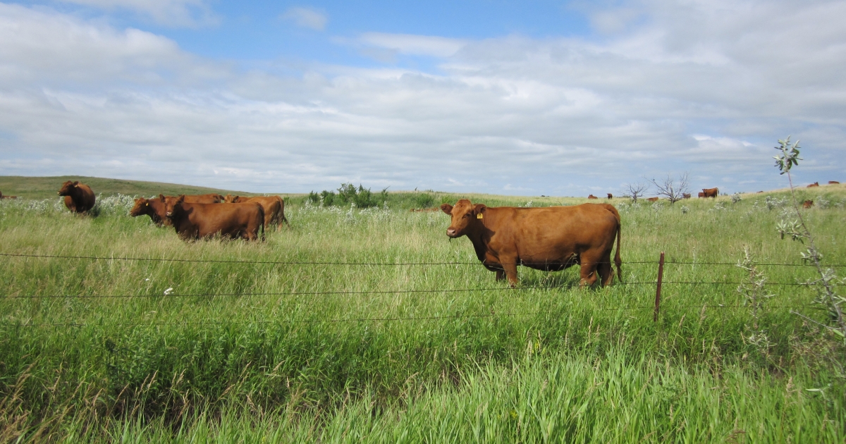 Morris Wetland District Grazing Bid Package | U.S. Fish & Wildlife Service