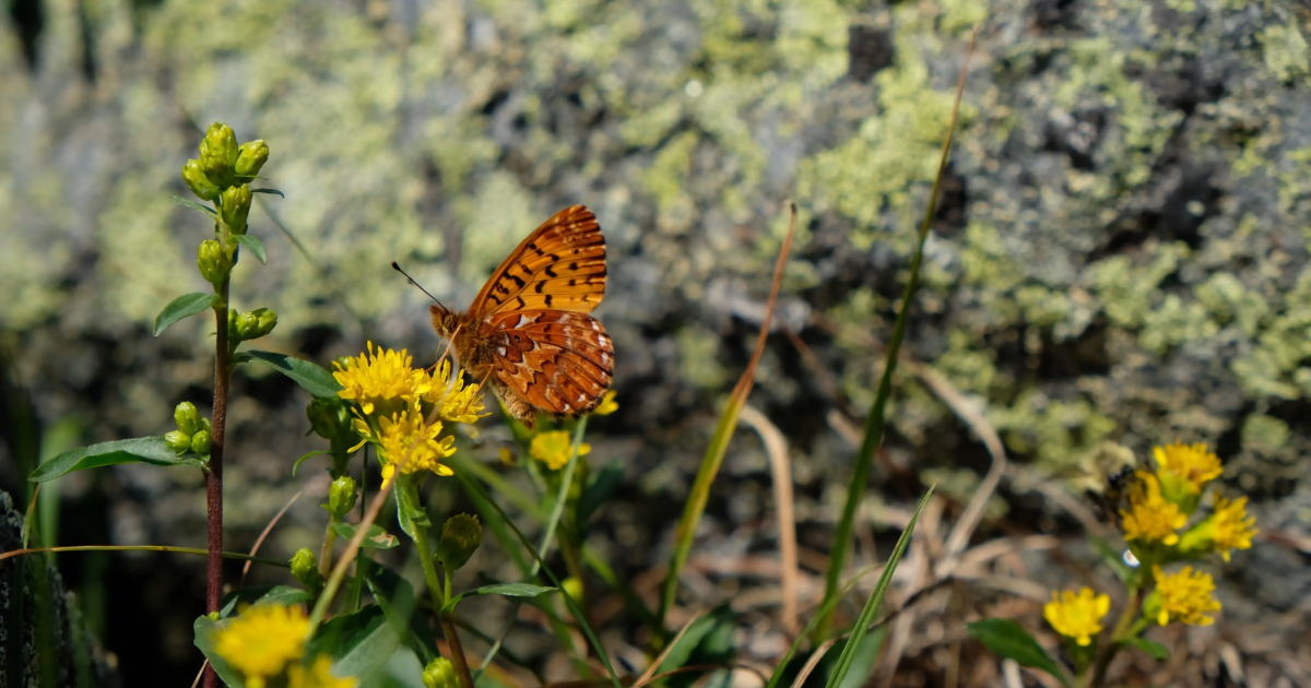 Going to extremes to understand and protect the White Mountain ...