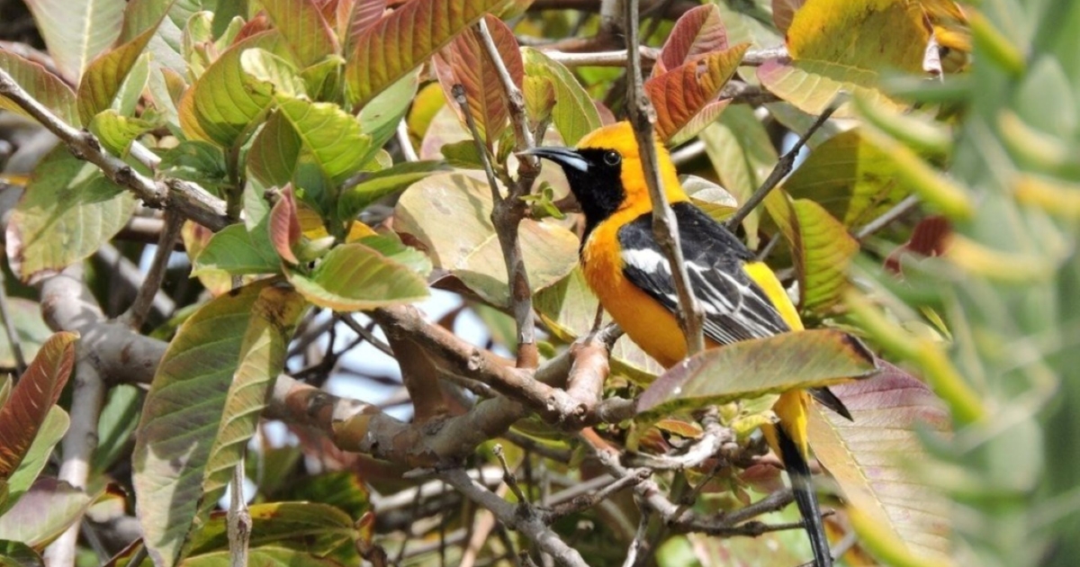 Hooded Oriole (Icterus cucullatus) | U.S. Fish & Wildlife Service