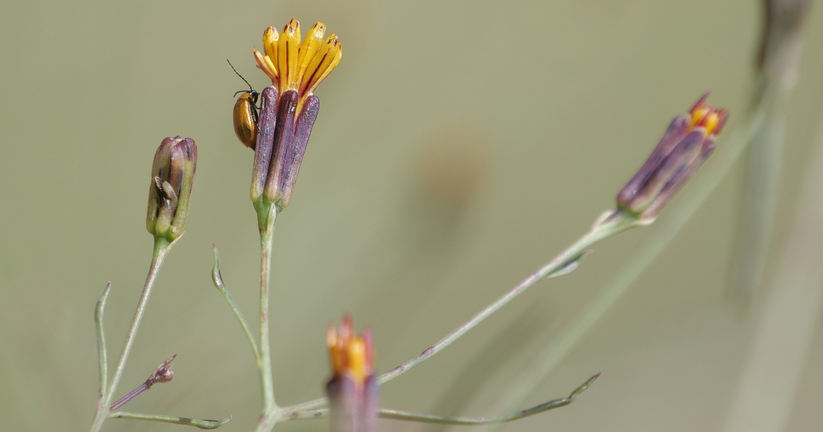 Beardless Chinchweed Final Recovery Plan | U.S. Fish & Wildlife Service