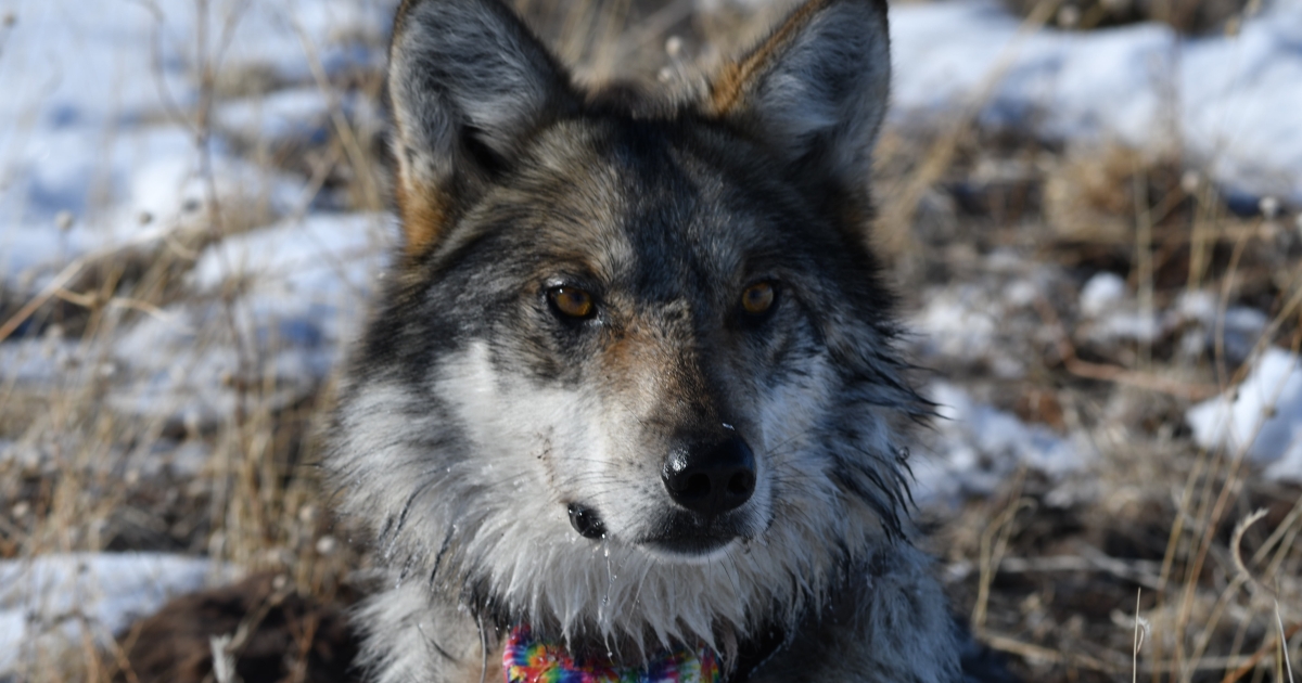 Capturing Mexican Wolves | U.S. Fish & Wildlife Service