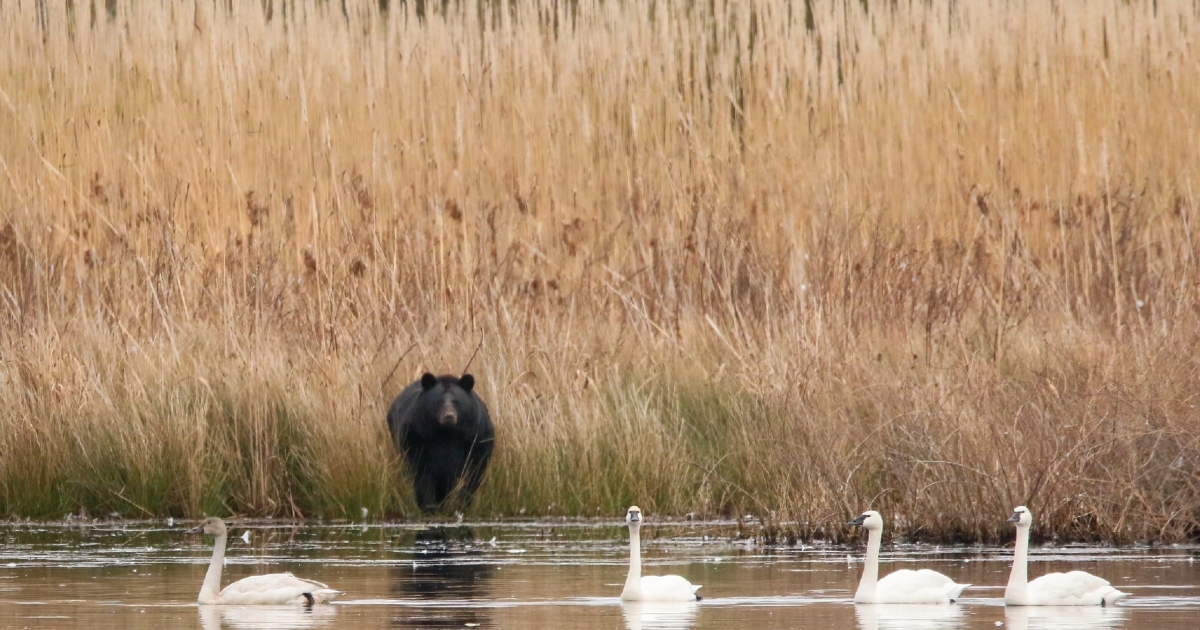Pocosin Lakes National Wildlife Refuge Water Management Plan | U.S ...