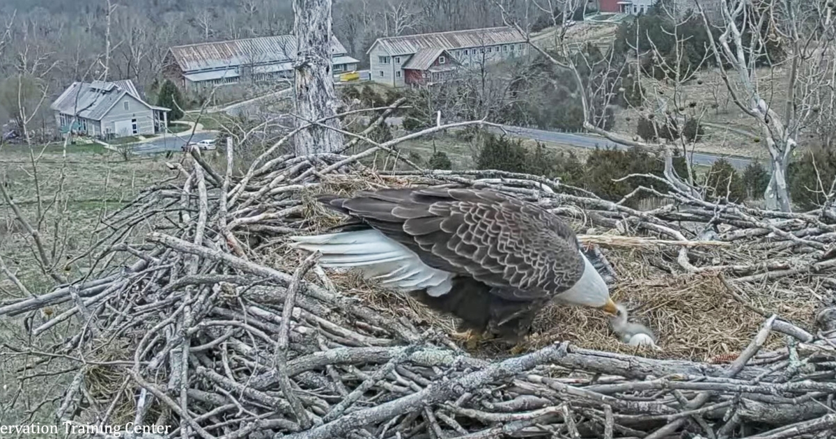 First Eaglet Hatched at NCTC for 2023! | U.S. Fish & Wildlife Service