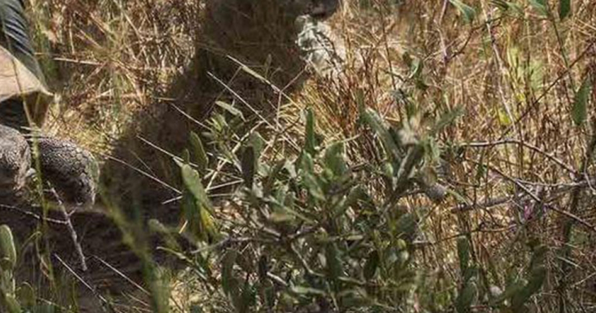 Boosting the gopher tortoise | U.S. Fish & Wildlife Service